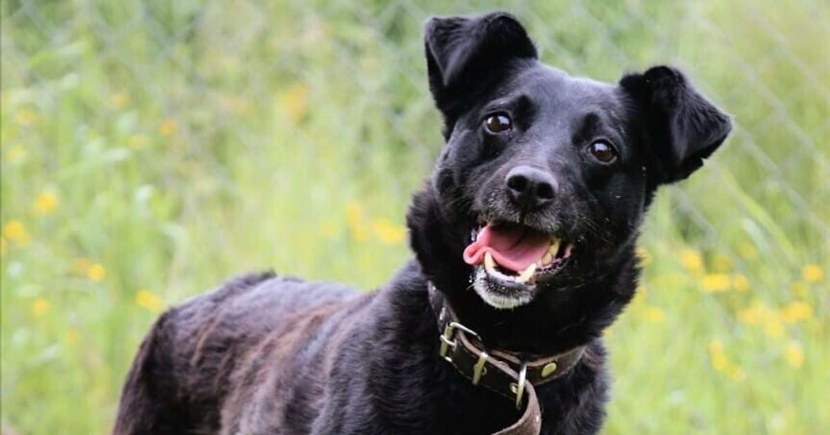 Mājvietu gaida Džeksons, Pārsla, Minna un Mona – sirsnīgi draugi no ...